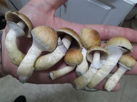 P Cubensis B Shrooms