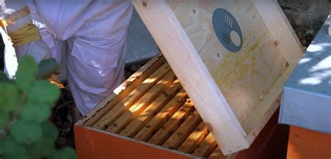 Cappings Of Brood Cells