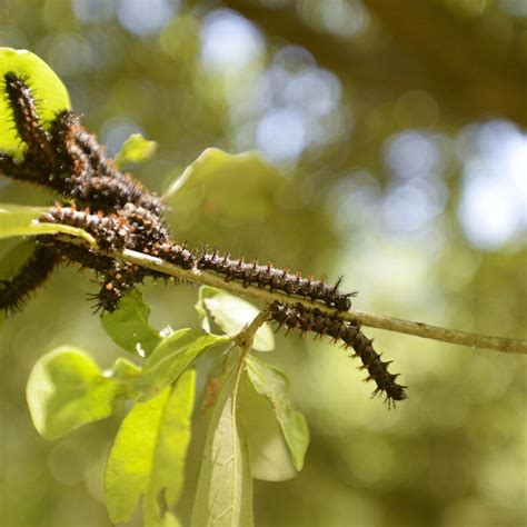 Buck Moth Caterpillars In Louisiana What They Are What They Look Like