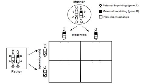 Solved 1 Indicate A Region That Is Maternally Imprinted By