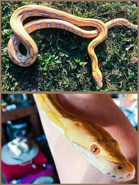 Plutonium Reticulated Python R Snakes
