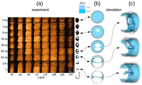 A Time Evolution Of The Ultra Cold Atomic Cloud After The Phase