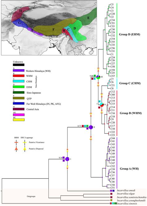 ancestral area reconstruction of incarvillea arguta based on the