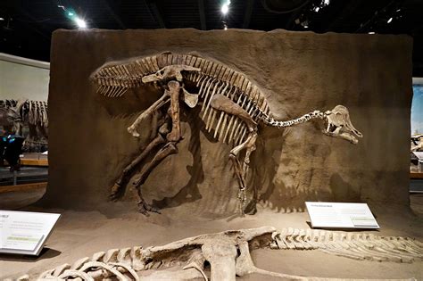 히파크로사우루스 공룡화석 사진 무료다운로드 어반브러시