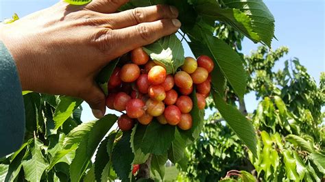 La Pisca De La Cherry En Yakima Washington Usa Youtube