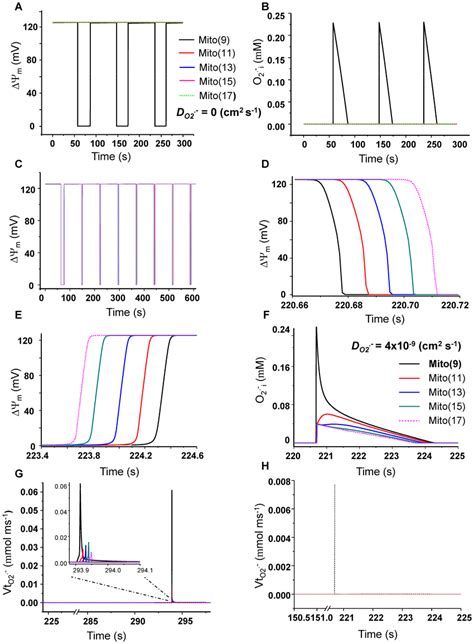 spatial propagation of ΔΨm depolarization in non oscillating