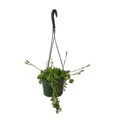 Hanging Banana Succulent In 6 Basket 11619 Rural King