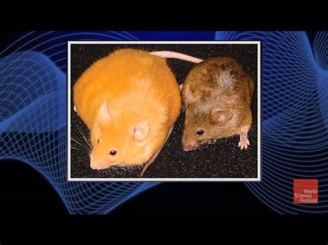 Agouti Mouse You Are What Your Grandmother Ate New Scientist