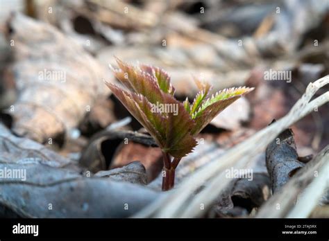 Spring Attack Seedling A Young Plant Sprouted And Spread Its Leaves Among The Spring Forest