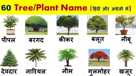 Names Of Trees In Hindi