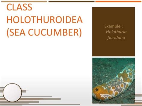 Class Holothuroidea Examples