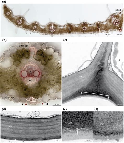 Analysis Of The Leaf Anatomical Parameters A Transverse Section Of The Download Scientific