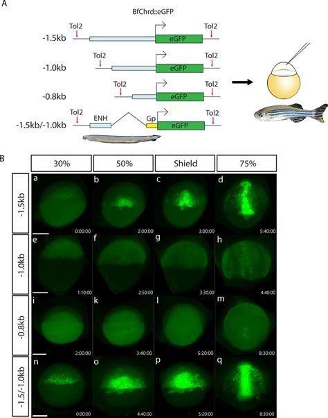 Deletion Analysis Revealed A Dorsal Organizerspecific Enhancer In The