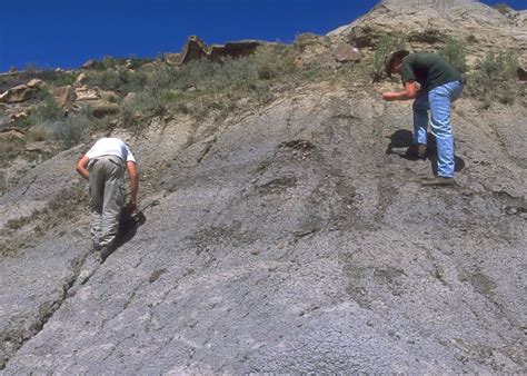 Public Domain Picture Paleontologists Doing A Survey For Evidence Of Fossils Lance Creek