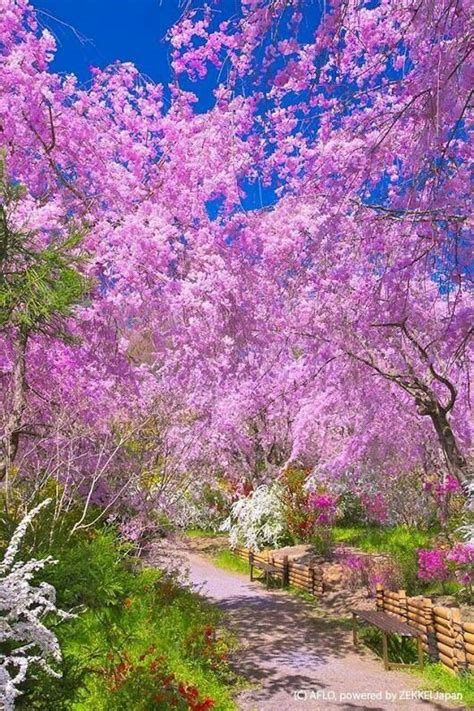 Pin On Primavera Nature Photography Trees Beautiful Gardens Spring