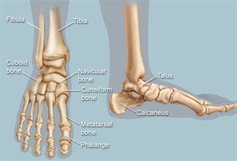 Diagram Of Foot And Ankle Bones