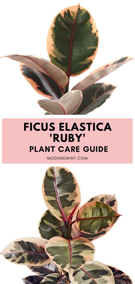 Pink Rubber Plant Care Guide Ficus Elastica Ruby