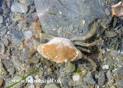 Crabs In Rockpools