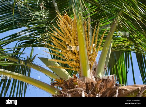 Cocos Nucifera Leon Levy Native Plant Preserve 42 Off