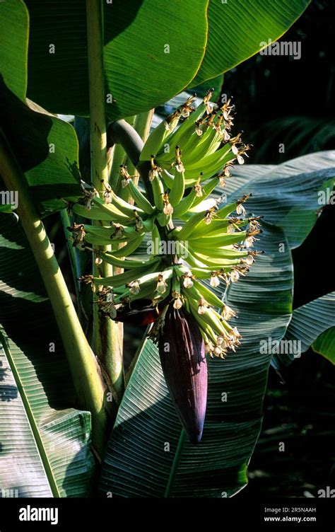 Banana Fruit Tree Banque De Photographies Et Dimages à Haute Résolution Alamy