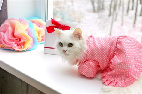 Милые котики в одежде картинки и фото Koshka Top