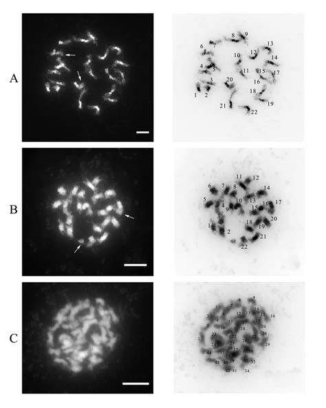 Miotic Methaphase Of Male Bud With Dapi Staining Of Diploid 2x22
