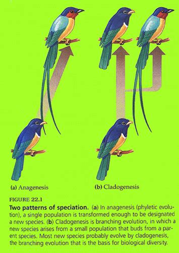 Wk10 Macroevolution And Cladistics Flashcards Quizlet