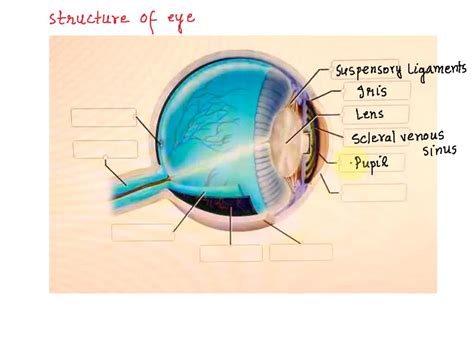 Solved Comprehensive Labeling Of Eye Structures Sagittal Section