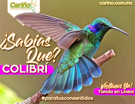 Alimentos Balanceados Cariño Sabias Que ColibrÍ O