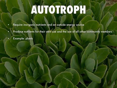 What Is An Autotroph Definition And Examples Vrogue Co