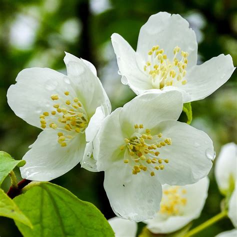 Чубушник венечный (Philadelphus coronarius)
