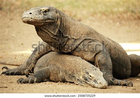 Komodo Dragons Mating Photos Images And Pictures