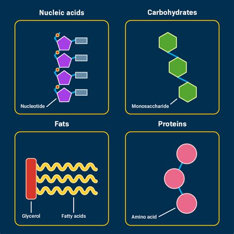 Basic Structure Of Carbohydrates Lipids And Proteins