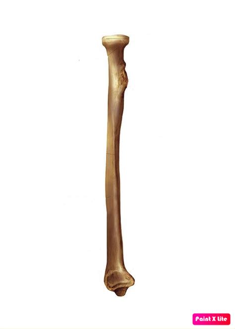 Diagram Of Radius Surface Anatomy Quizlet