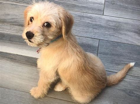 Beagle Poodle Mix Poogle What You Need To Know We Love Doodles