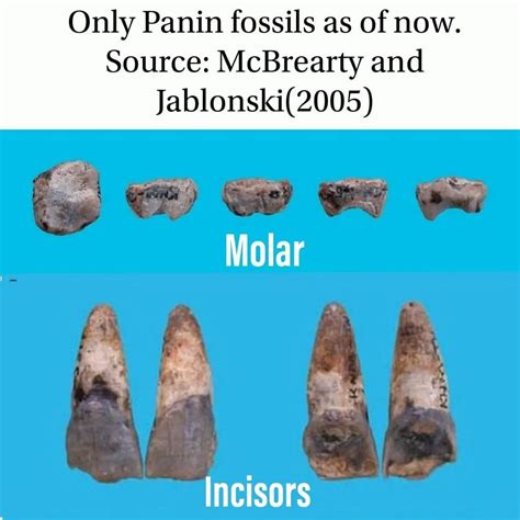 fossils of the extant african ape genera with the exception of homo