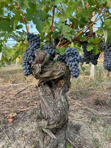 Pin By Anna Bespalova On Plants Garden Sculpture Outdoor Decor Outdoor