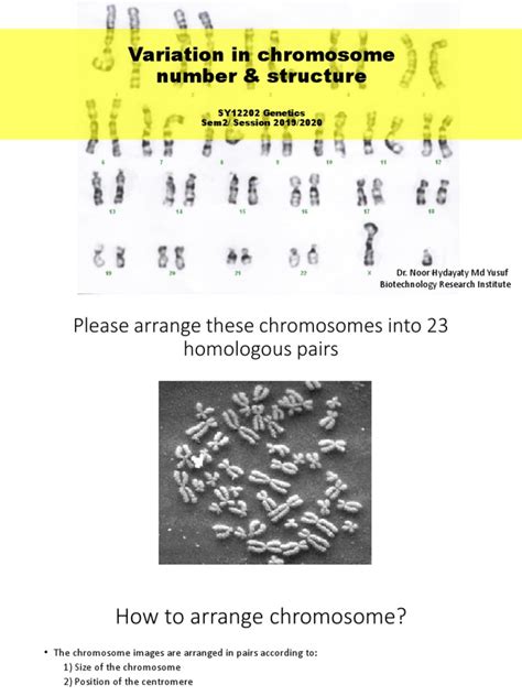 Sy12202 Variation In Chromosome Number Structure Pdf Ploidy Chromosome