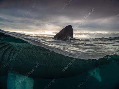 Dorsal Fin Of A Basking Shark Stock Image C0567589 Science Photo