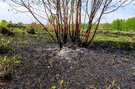 Arbusto Quemado Y Vegetación Circundante Dañada Por La Quema De Pasto