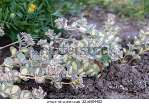 Hylotelephium Cauticola Crassulaceae Succulent Trailing Stems Stock