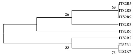 Maximum Likelihood Tree Constructed Its2 Sequence From Eight R