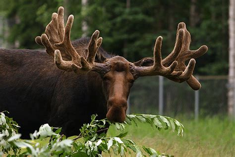 Moose Antlers