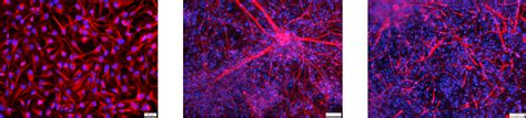 Ipsc Differentiation Services Applied Stemcell