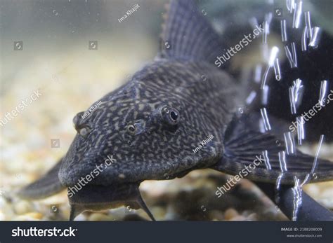 Plecostomus