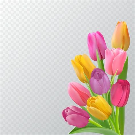 Тюльпаны на прозрачном фоне Цветы разных цветов в правом углу Премиум вектор Tulipas