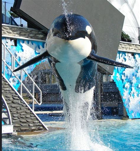 Killer Whale Jumping Mouth Open