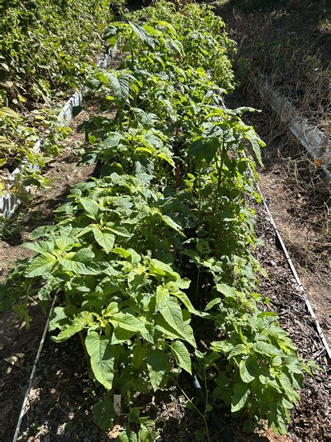 Florida Callaloo Seed Cody Cove Farm And Nursery