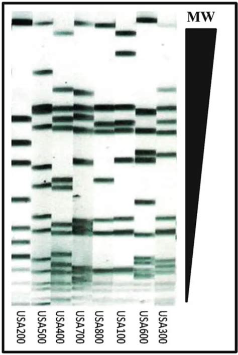 Pulse Field Gel Electrophoresis Pfge Protocol Biology Notes Online