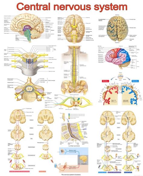 Central Nervous System Anatomy High Resolution Pdf Ready To Print